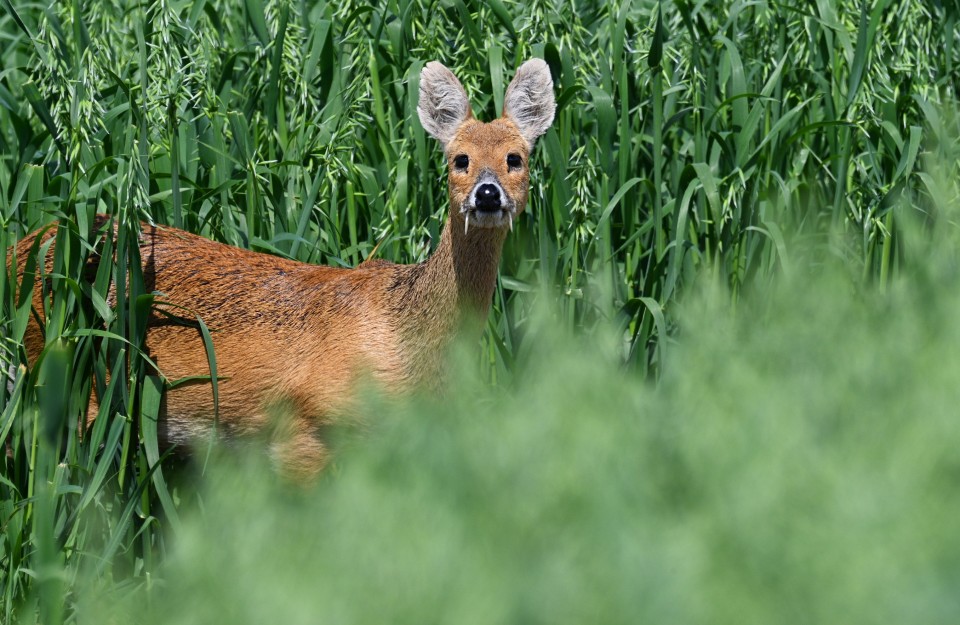 Water Deer Interaction with Humans - Agricultural & Conservation ...