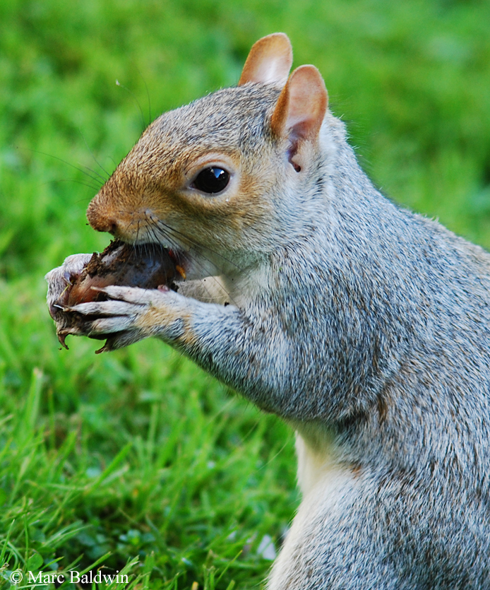 Squirrel Food Feeding Diet Composition Wildlife Online