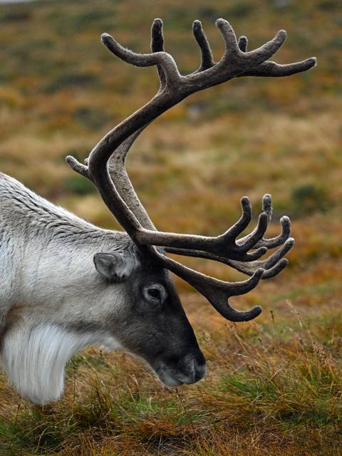 Seasonal Update (December 2023) | Wildlife Online