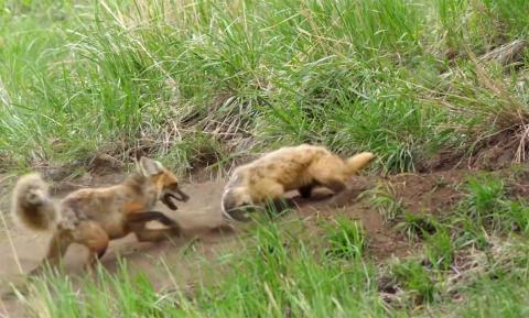 Red Fox Interaction with Other Species - Other Carnivores | Wildlife Online