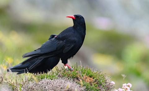 Red-billed chough | Wildlife Online