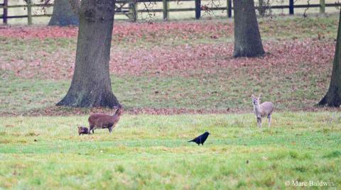 Red Fox Interaction with Humans - The Fox As An Ally | Wildlife Online
