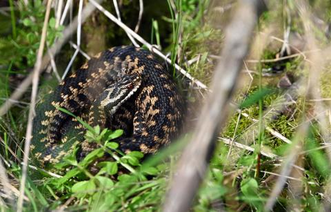 European adder | Wildlife Online