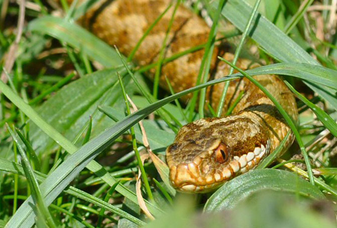 European Adder Wildlife Online european-adder-wildlife-online