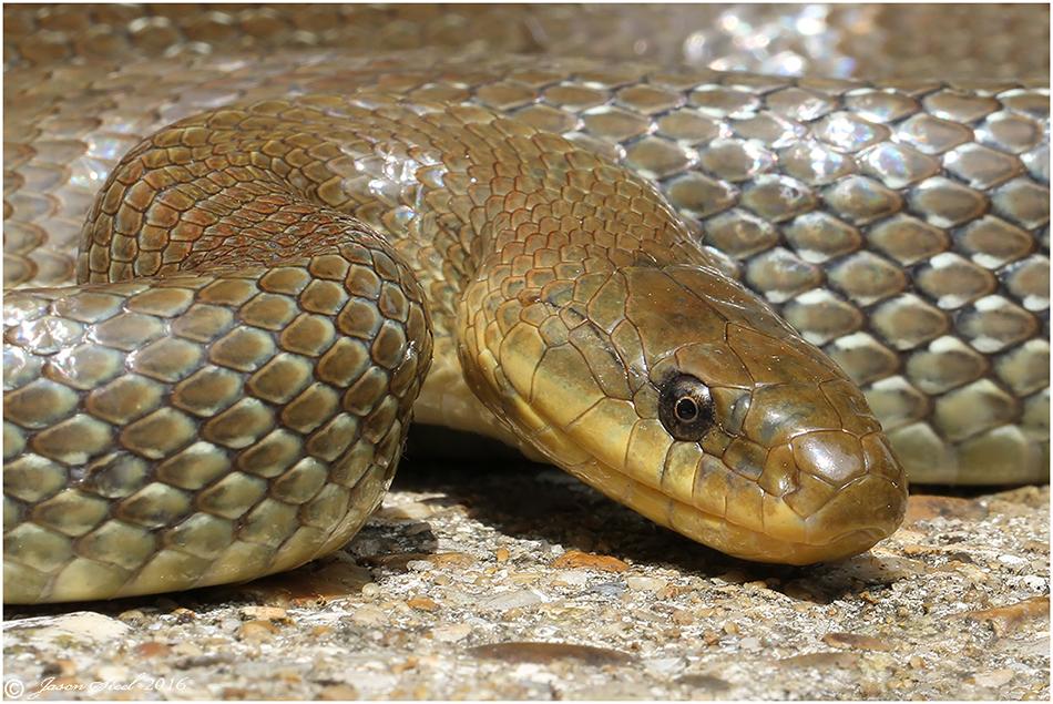 Aesculapian snake | Wildlife Online