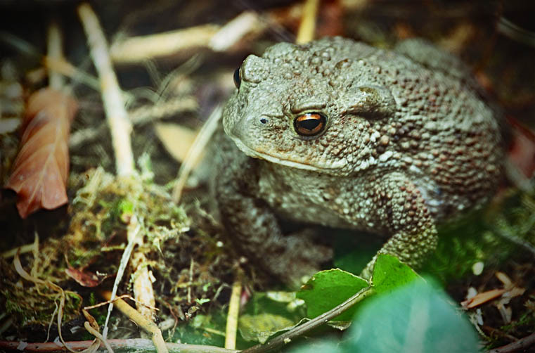 Class Amphibia Toad