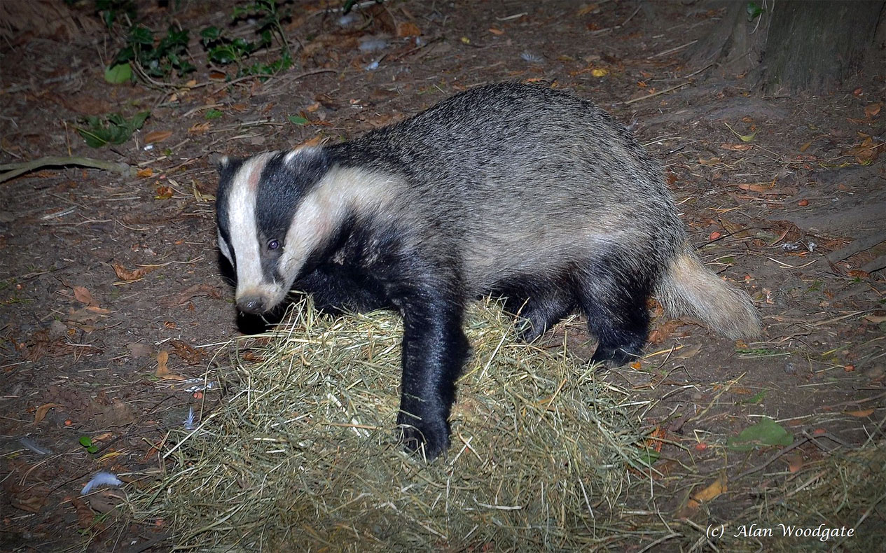 European badger Setts | Wildlife Online