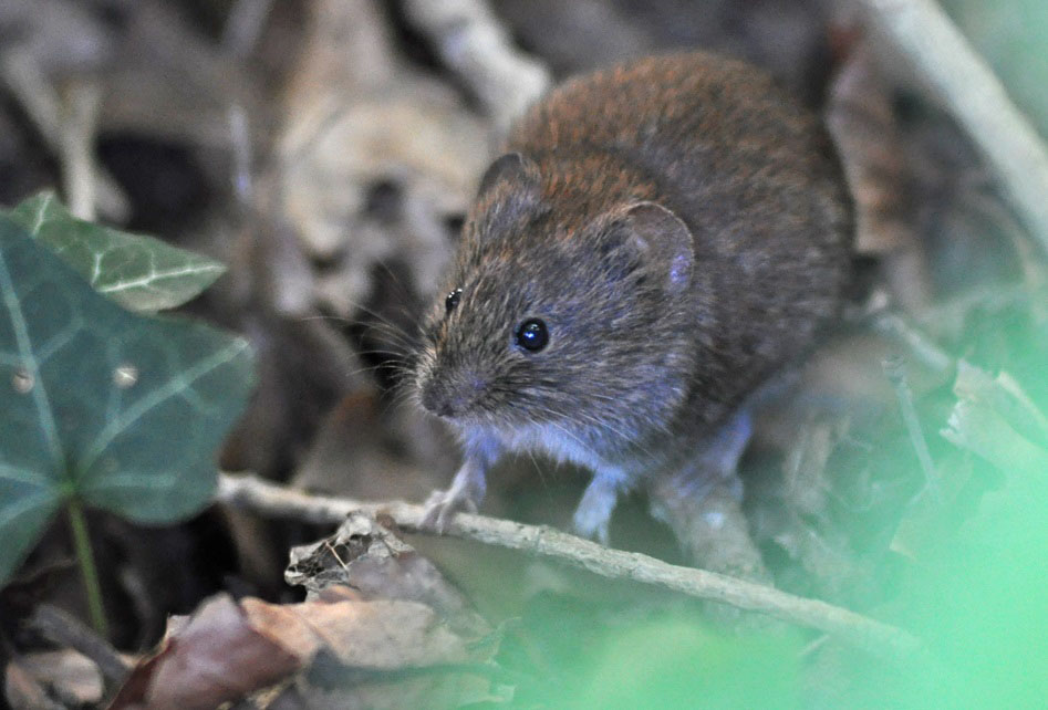 Bank vole | Wildlife Online