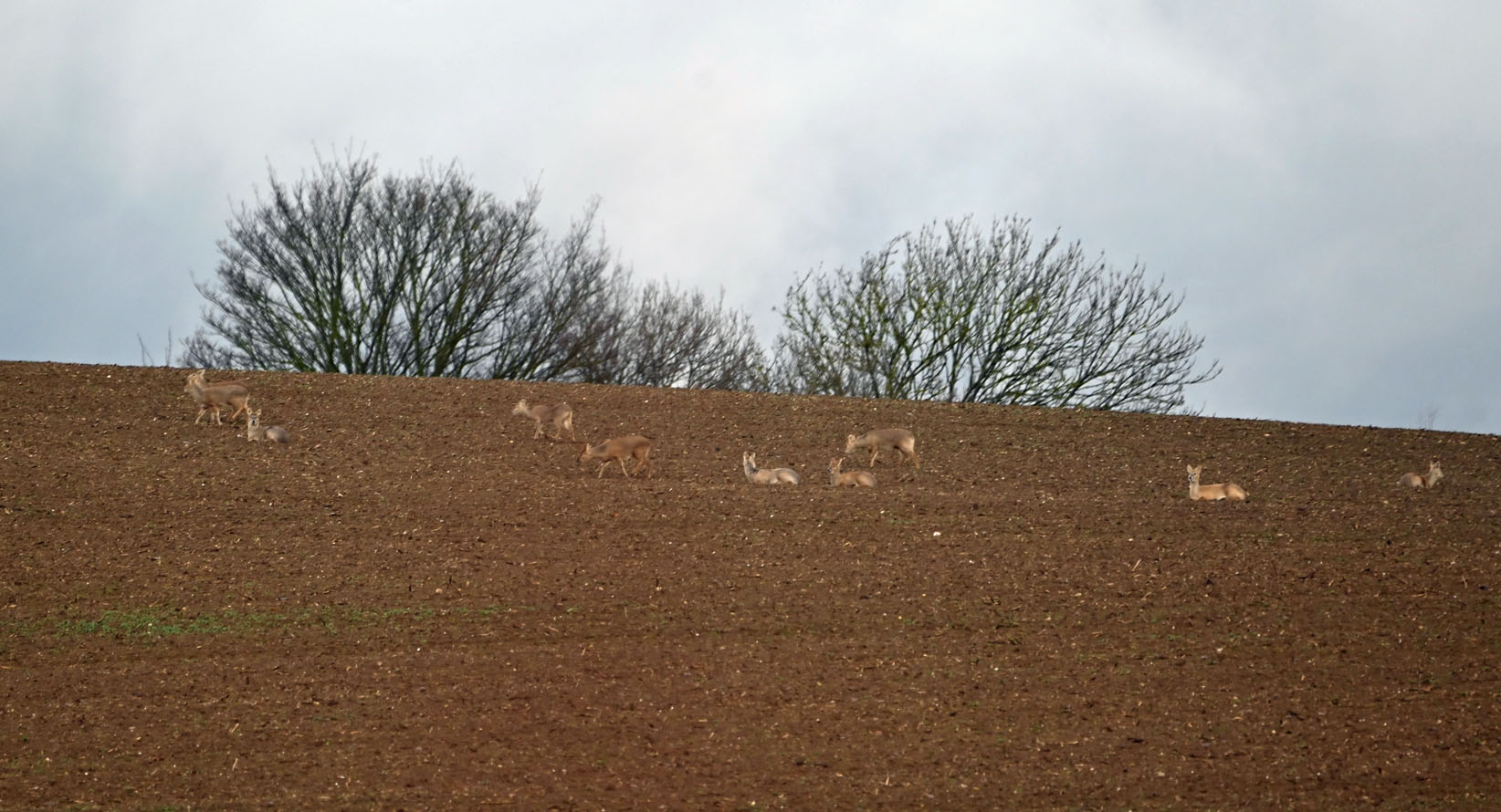Water Deer Maturity & Dispersal | Wildlife Online