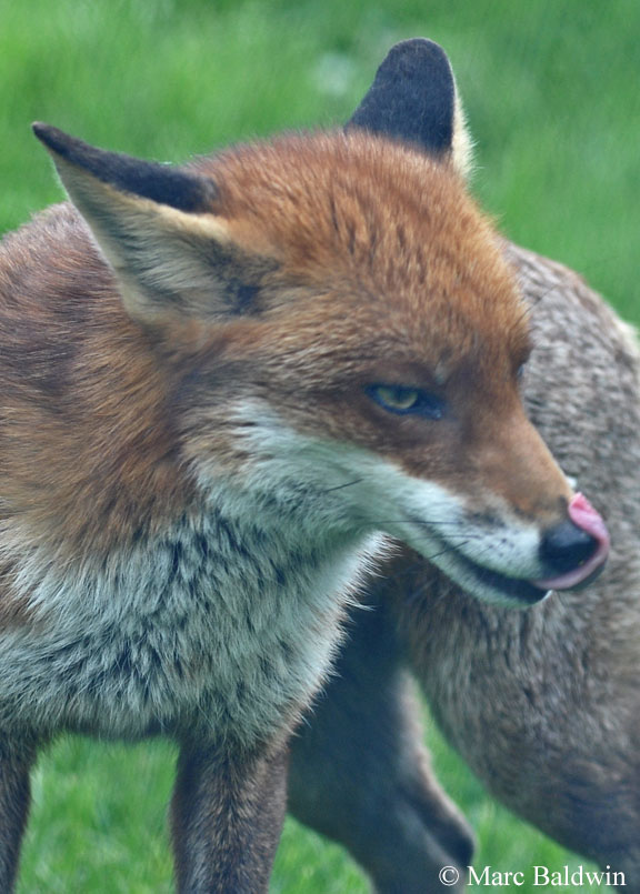 Red Fox Diet - Scavenging | Wildlife Online