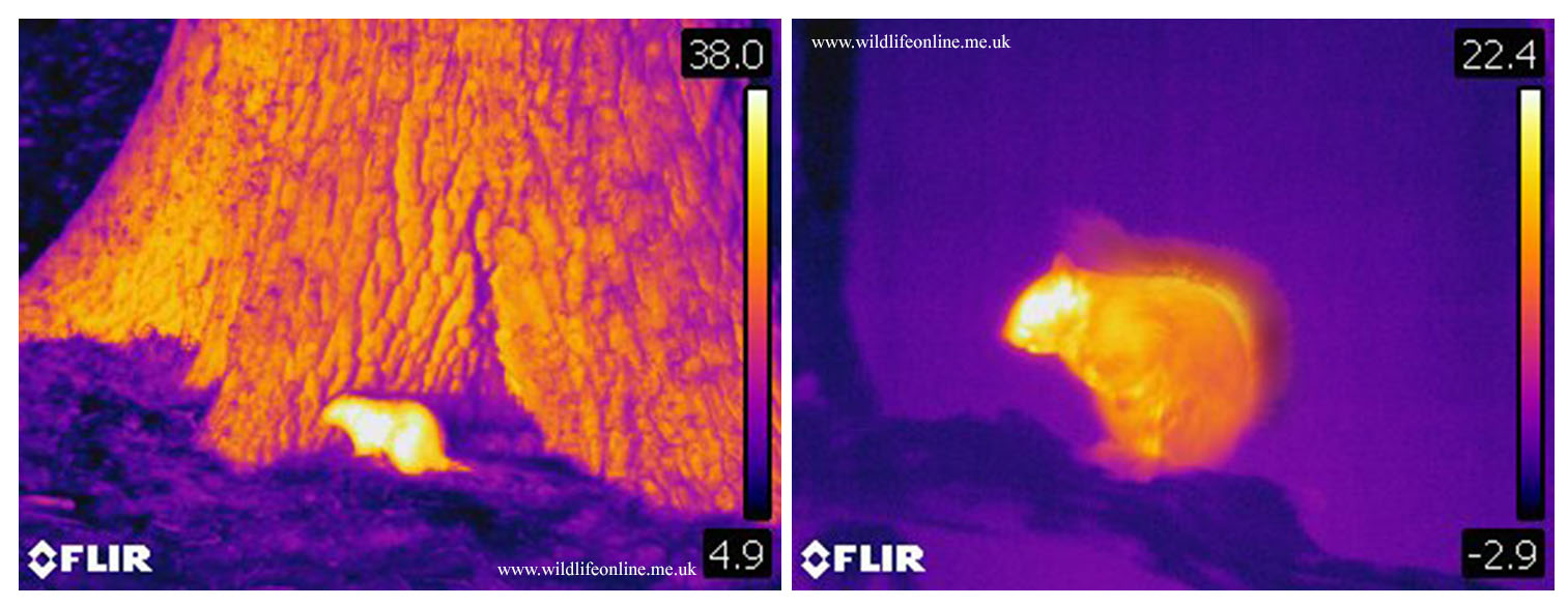 Squirrel Fur Colour & Characteristics | Wildlife Online