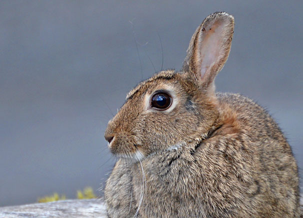 Rabbits & Hares | Wildlife Online