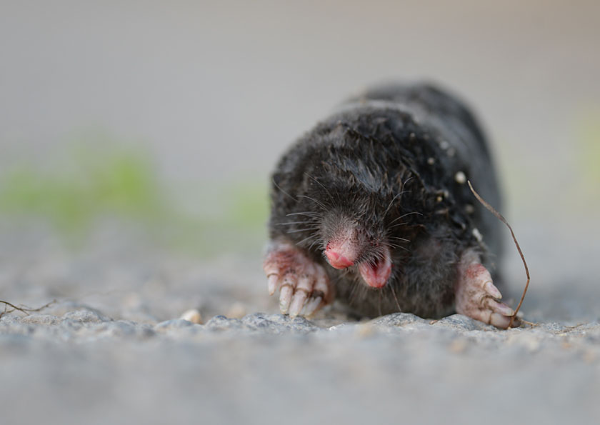 Moles | Wildlife Online