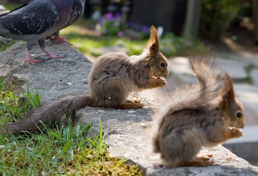 Squirrel Fur Colour & Characteristics | Wildlife Online
