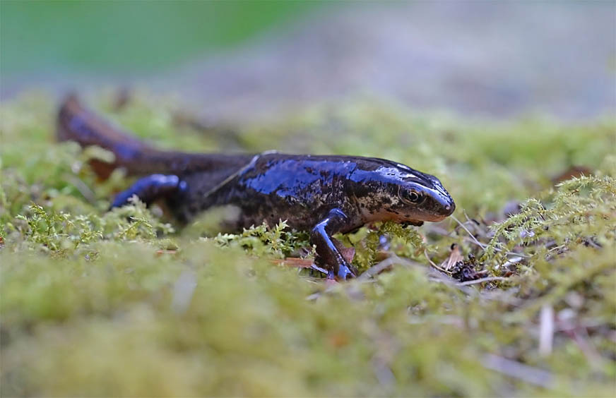 Frogs, toads and newts | Wildlife Online