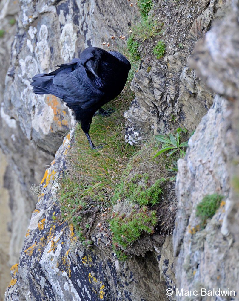 Squirrel Stone Caching & Dust-bathing | Wildlife Online