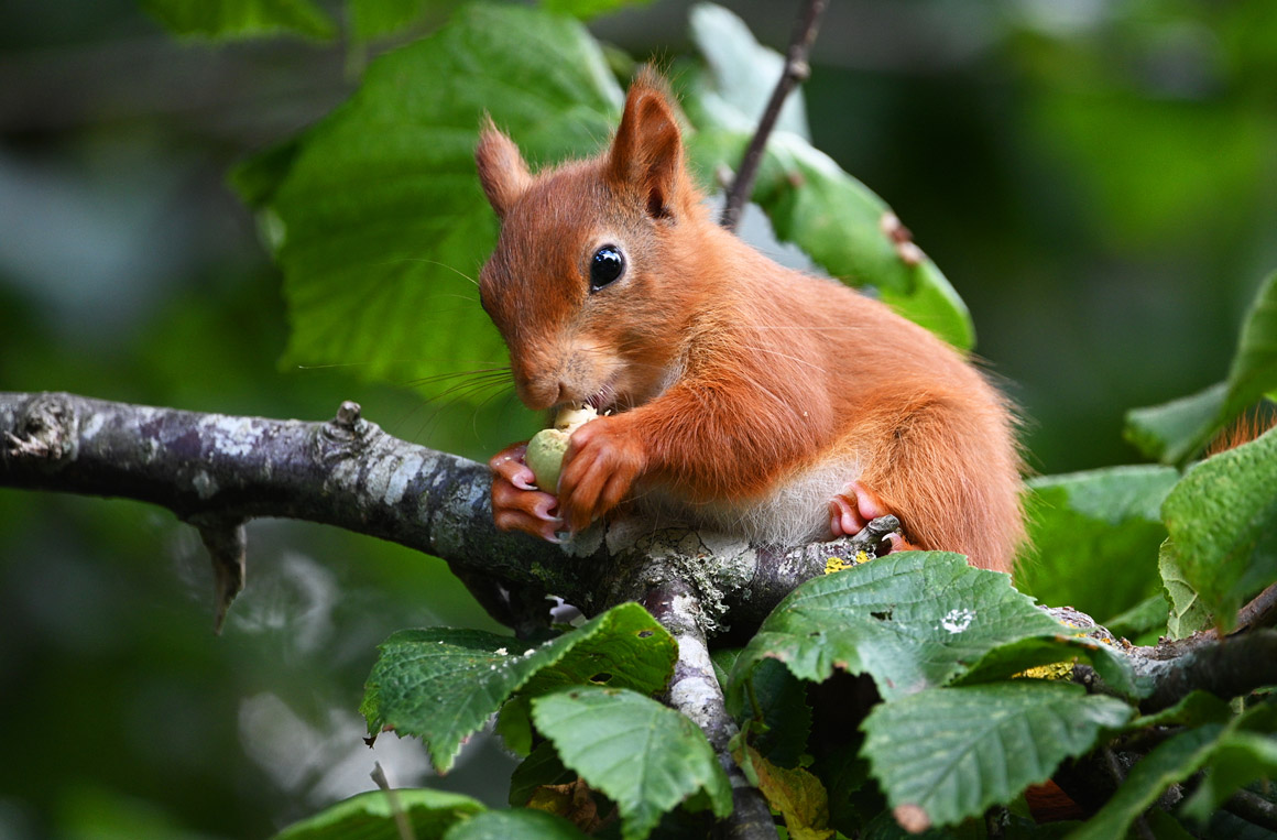 Squirrel Food Feeding Diet Composition Wildlife Online
