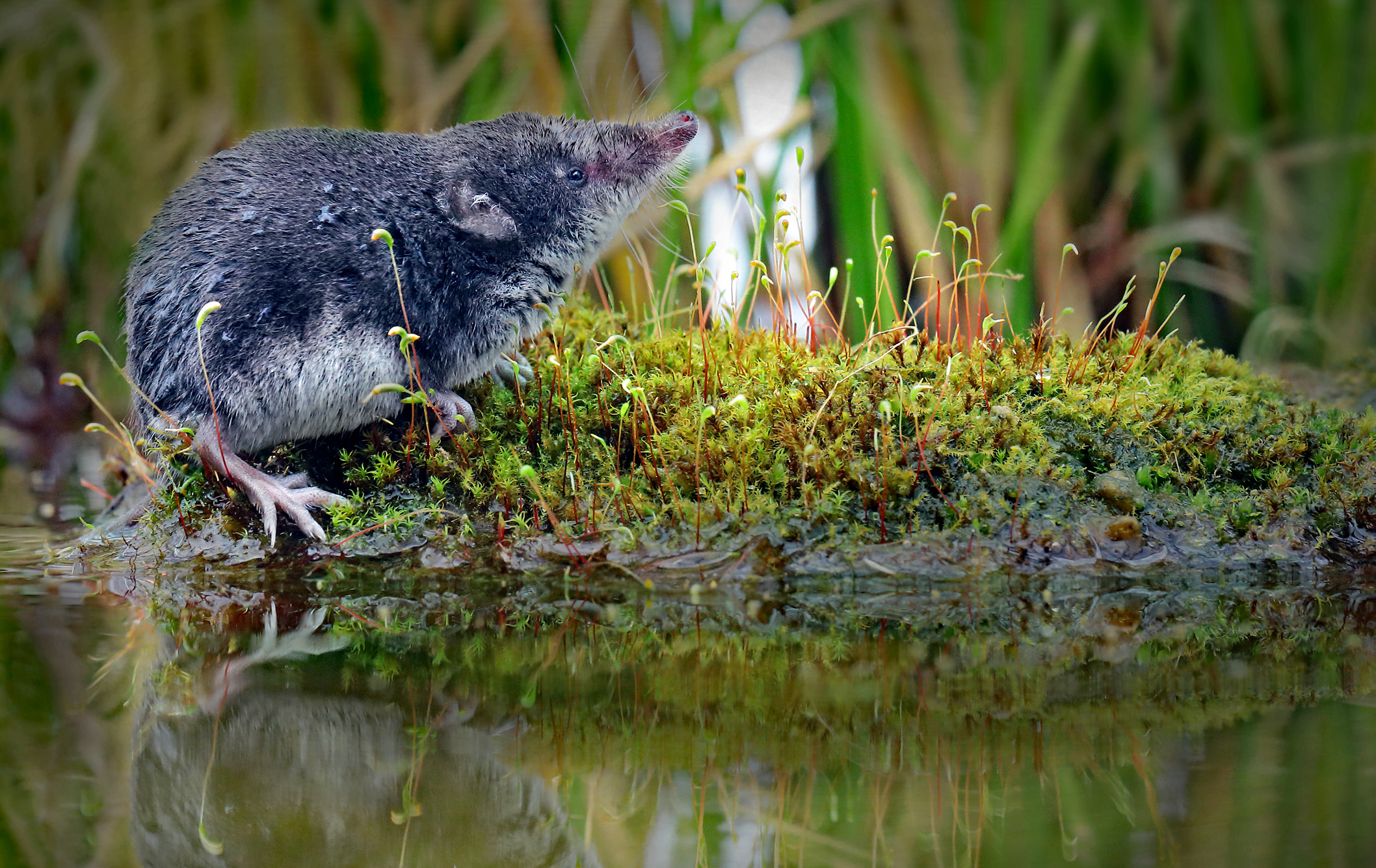Water shrew | Wildlife Online