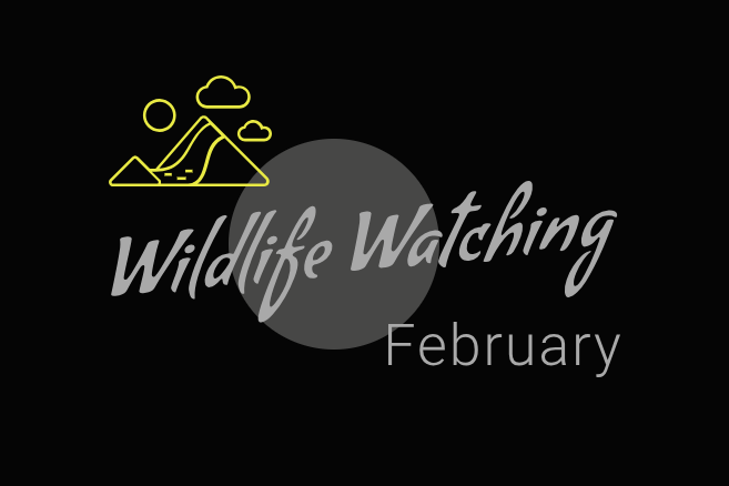 Wildlife Watching - February | Wildlife Online