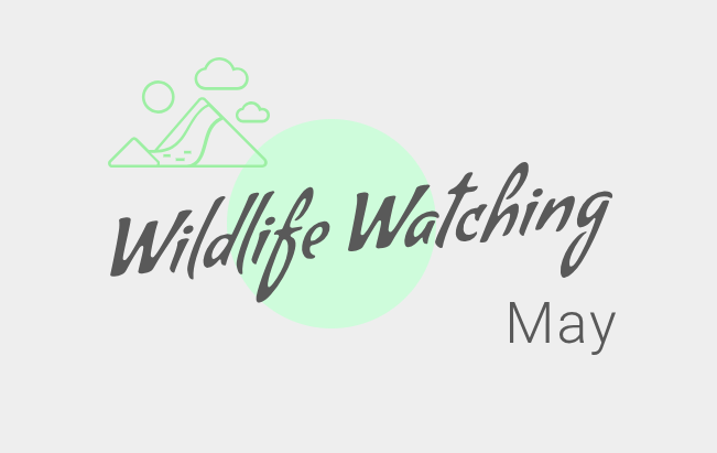 Wildlife Watching - May | Wildlife Online